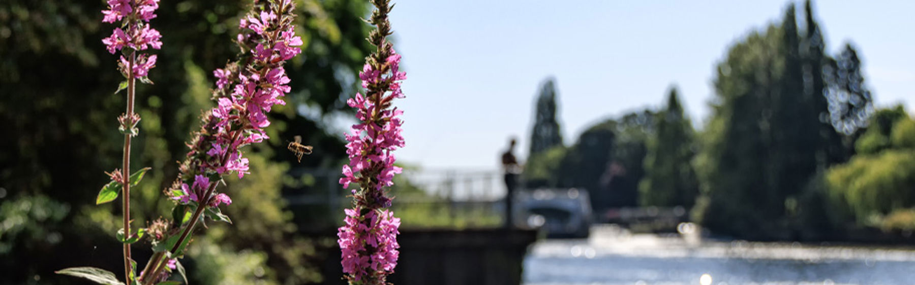Teddington Direct River Abstraction (TDRA) - Thames Water Strategic ...
